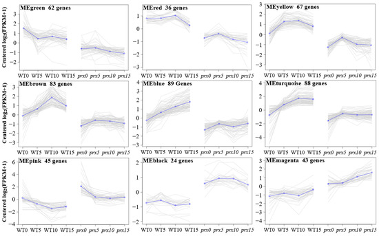 Comparative Transcriptomic Insights into the Mechanisms Underlying ...