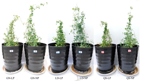 Comprehensive Dissection of Metabolites in Response to Low Phosphorus ...