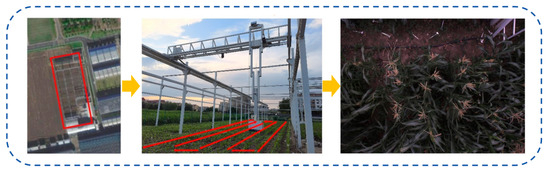 Maize Anthesis-Silking Interval Estimation via Image Detection under ...