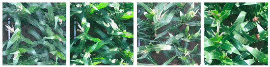 Maize Anthesis-Silking Interval Estimation via Image Detection under ...