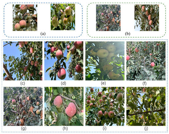 Rep-ViG-Apple: A CNN-GCN Hybrid Model for Apple Detection in Complex Orchard Environments