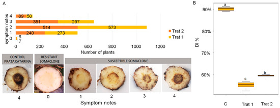 Selection and Characterization of Somaclonal Variants of Prata Banana ...