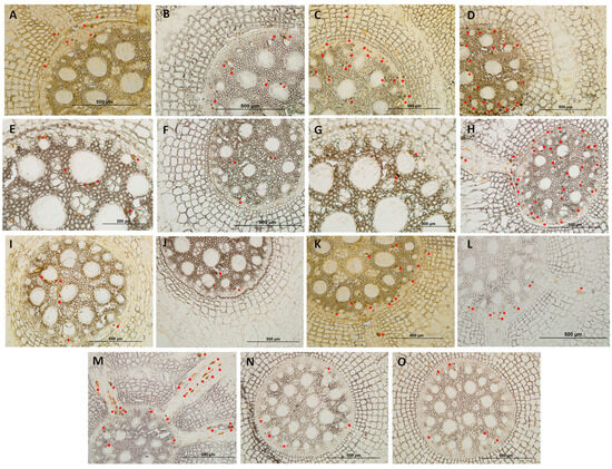 Selection and Characterization of Somaclonal Variants of Prata Banana ...