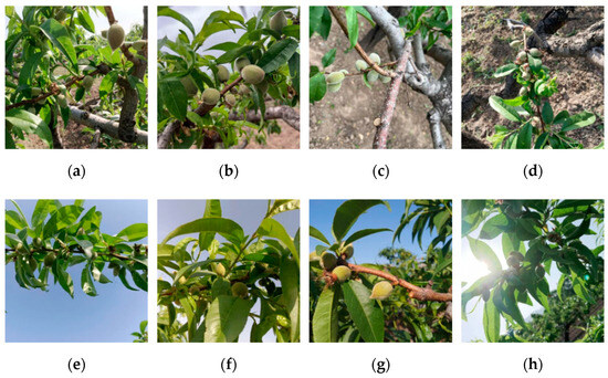 YOLO-PEM: A Lightweight Detection Method for Young “Okubo” Peaches in Complex Orchard Environments