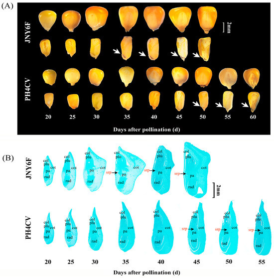 Phenotypic, Physiological and Hormonal Analysis Reveals the Mechanisms ...