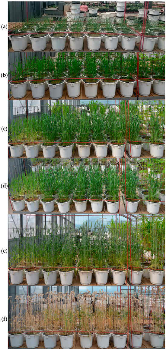 New Fertilisers with Innovative Chelates in Wheat Cultivation