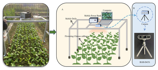 A Lightweight Method for Ripeness Detection and Counting of Chinese ...