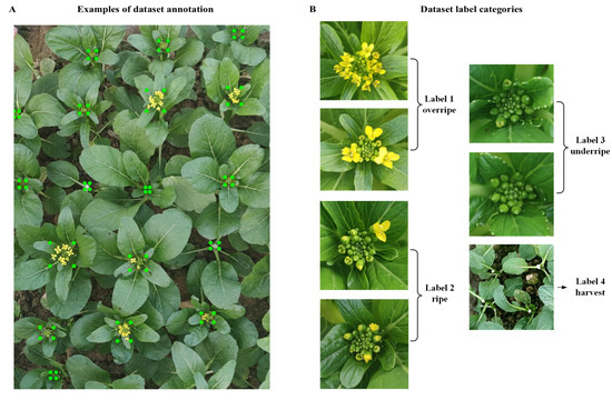 A Lightweight Method for Ripeness Detection and Counting of Chinese ...