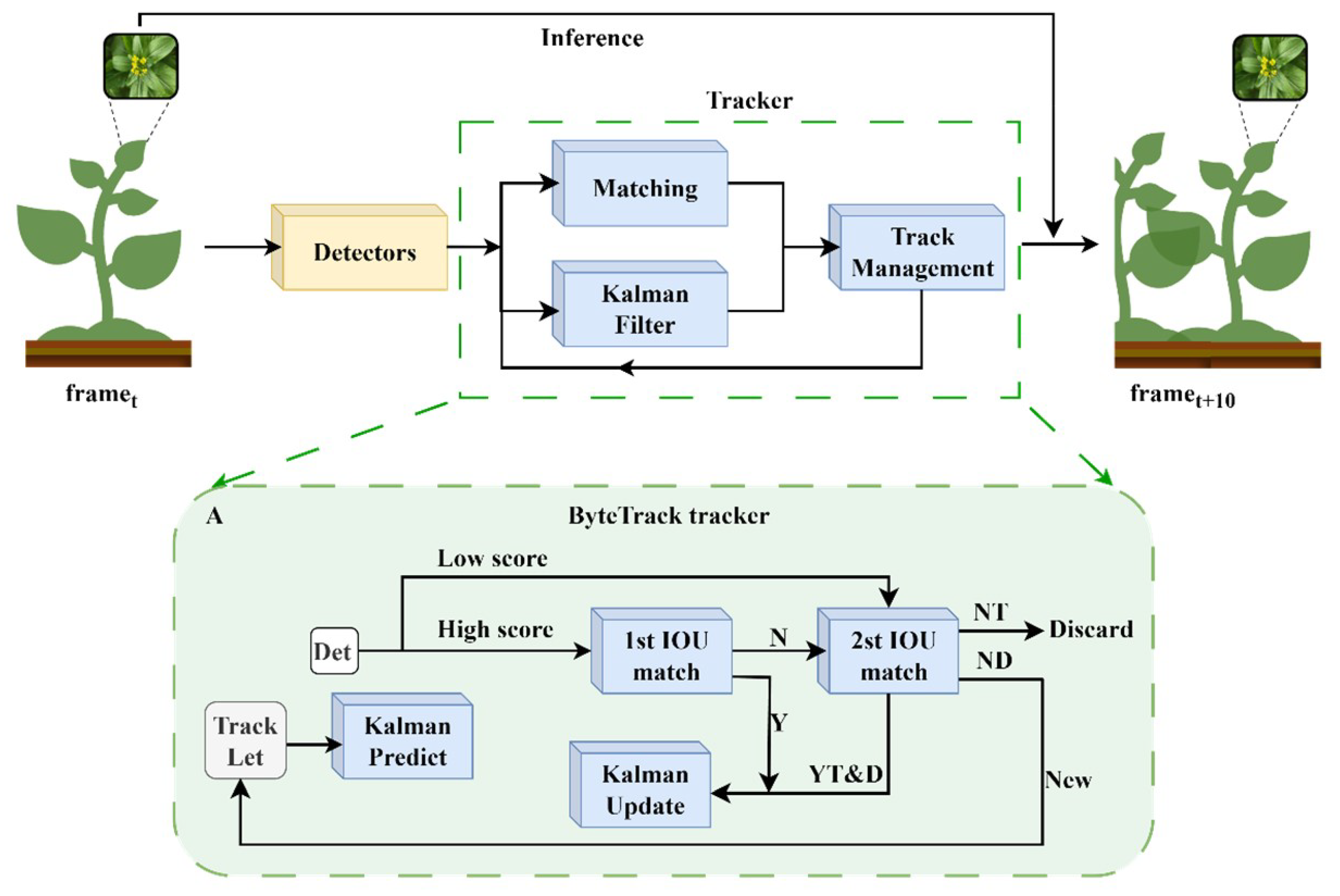 A Lightweight Method for Ripeness Detection and Counting of Chinese ...