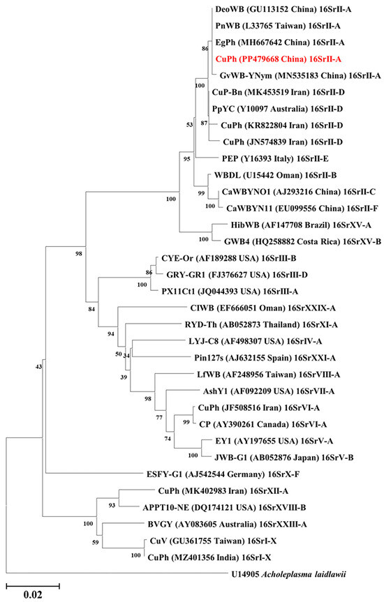 Identification and Molecular Characterization of a 16SrII-A Phytoplasma ...