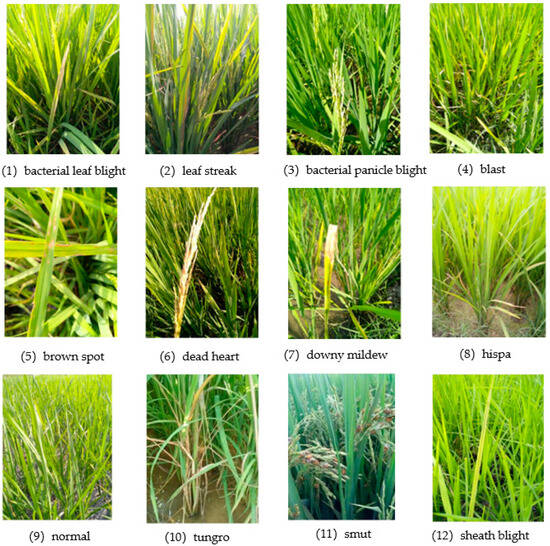 Agronomy | Free Full-Text | Deep Learning-Based Methods for Multi-Class ...