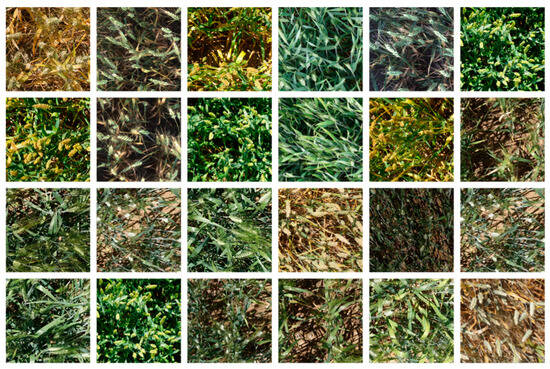 Agronomy | Free Full-Text | Real-Time Detection and Counting of Wheat ...