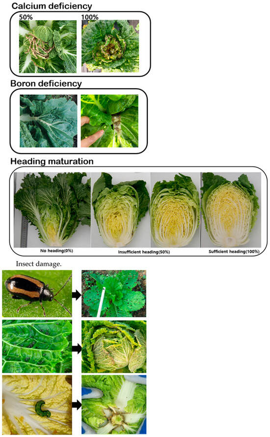 Agronomy | Free Full-Text | Elucidating Genetic Mechanisms of Summer ...