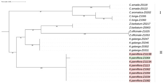 Developing Novel Microsatellite Markers for Kaempferia parviflora by ...
