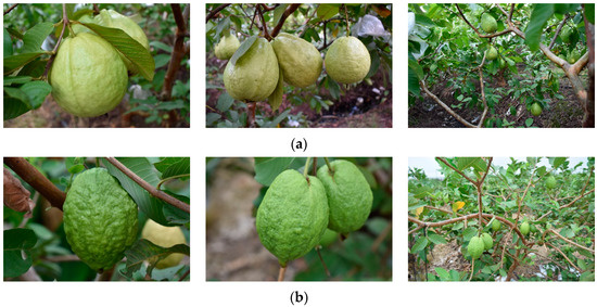V-YOLO: A Lightweight and Efficient Detection Model for Guava in ...