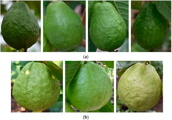 V-YOLO: A Lightweight and Efficient Detection Model for Guava in ...