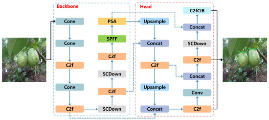 V-YOLO: A Lightweight and Efficient Detection Model for Guava in ...