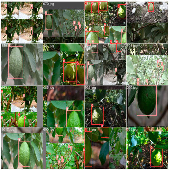 V-YOLO: A Lightweight and Efficient Detection Model for Guava in ...