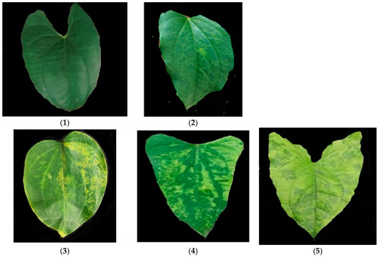 Agronomic Performance and Yield Stability of Elite White Guinea Yam (Dioscorea rotundata ...