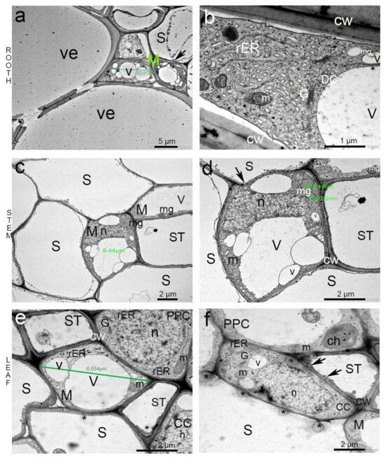 Myrosin Cells and Myrosinase Expression Pattern in Nasturtium ...