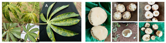 Unlocking Cassava Brown Streak Disease Resistance in Cassava: Insights from Genetic Variability ...