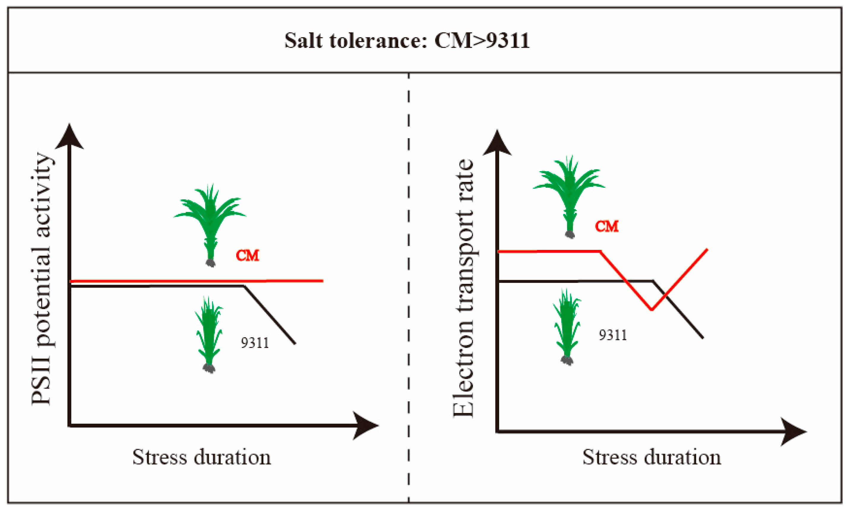 Photosynthetic Responses to Salt Stress in Two Rice (Oryza sativa L ...