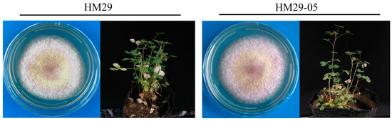Infection Process of Alfalfa Root Rot Caused by Fusarium acuminatum