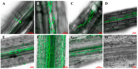 Infection Process of Alfalfa Root Rot Caused by Fusarium acuminatum