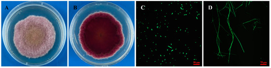 Infection Process of Alfalfa Root Rot Caused by Fusarium acuminatum