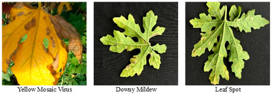 Leveraging Convolutional Neural Networks for Disease Detection in ...