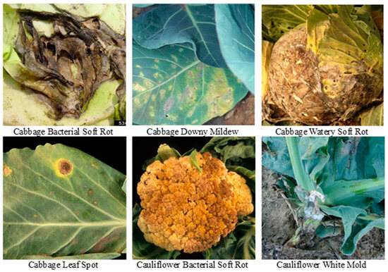 Leveraging Convolutional Neural Networks for Disease Detection in ...