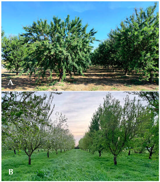 Integrating Deficit Irrigation Strategies and Soil-Management Systems ...