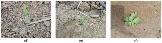 ADL-YOLOv8: A Field Crop Weed Detection Model Based on Improved YOLOv8