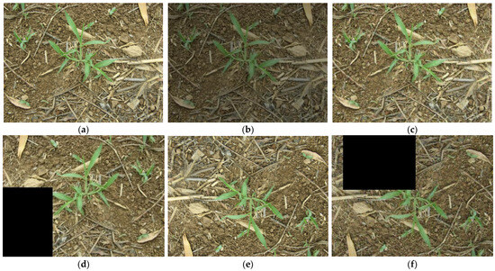 ADL-YOLOv8: A Field Crop Weed Detection Model Based on Improved YOLOv8