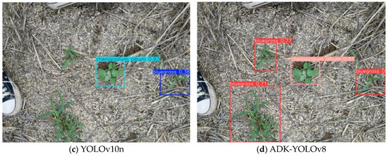 ADL-YOLOv8: A Field Crop Weed Detection Model Based on Improved YOLOv8