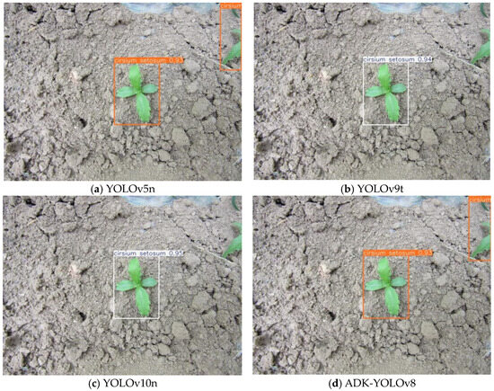 ADL-YOLOv8: A Field Crop Weed Detection Model Based on Improved YOLOv8