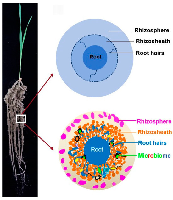 Rhizosheath Formation and Its Role in Plant Adaptation to Abiotic Stress