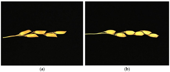 Non-Destructive Measurement of Rice Spikelet Size Based on Panicle ...