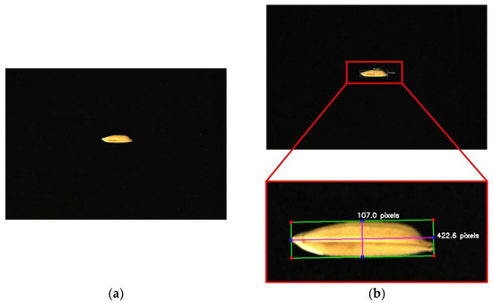 Non-Destructive Measurement of Rice Spikelet Size Based on Panicle ...