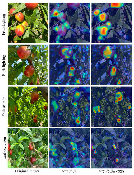 YOLOv8n-CSD: A Lightweight Detection Method for Nectarines in Complex Environments