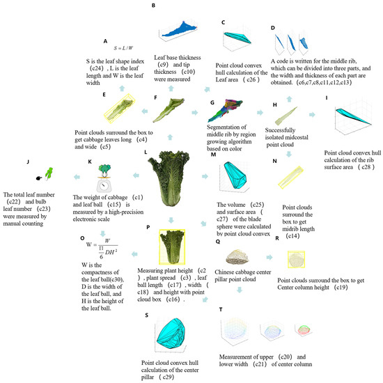 Comprehensive Analysis of Phenotypic Traits in Chinese Cabbage Using 3D ...