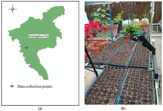 Segmentation-Based Detection for Luffa Seedling Grading Using the Seg ...