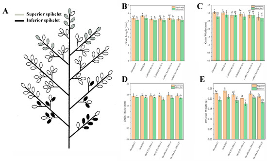 ABA Affects Distinctive Rice Caryopses Physicochemical Properties on ...