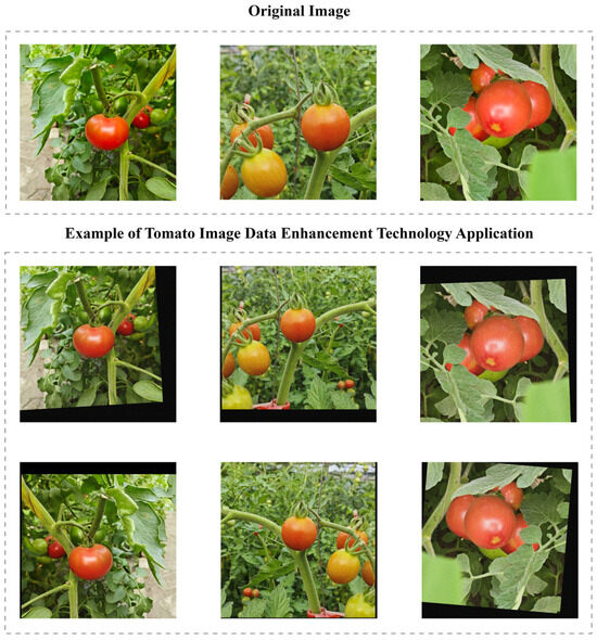 GFS-YOLO11: A Maturity Detection Model for Multi-Variety Tomato
