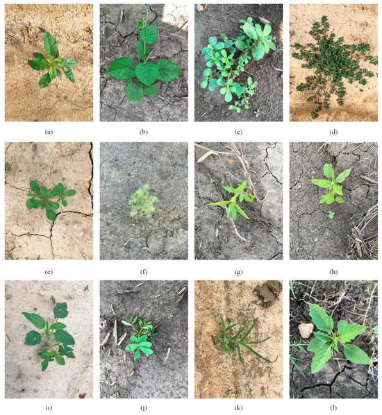 A Lightweight Cotton Field Weed Detection Model Enhanced with EfficientNet and Attention Mechanisms