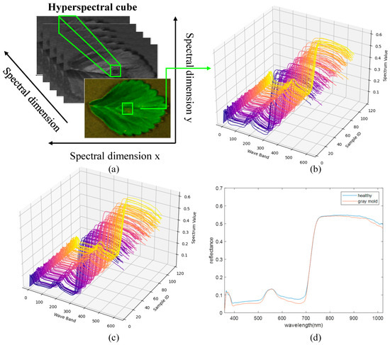 Hyperspectral Imaging Combined with Deep Learning for the Early ...