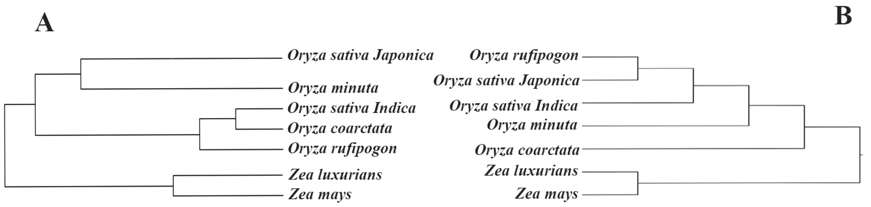 Deciphering Codon Usage Patterns in the Mitochondrial Genome of the ...