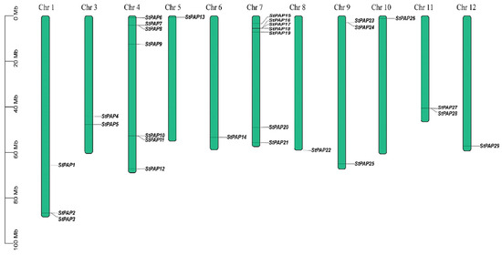 Genome-Wide Identification of the PAP Gene Family in Potatoes and Its ...