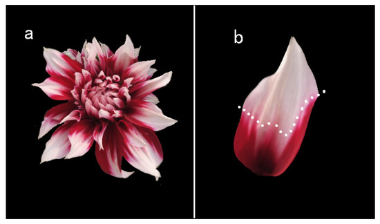 The Transcriptome of Dahlia pinnata Provides Comprehensive Insight into ...