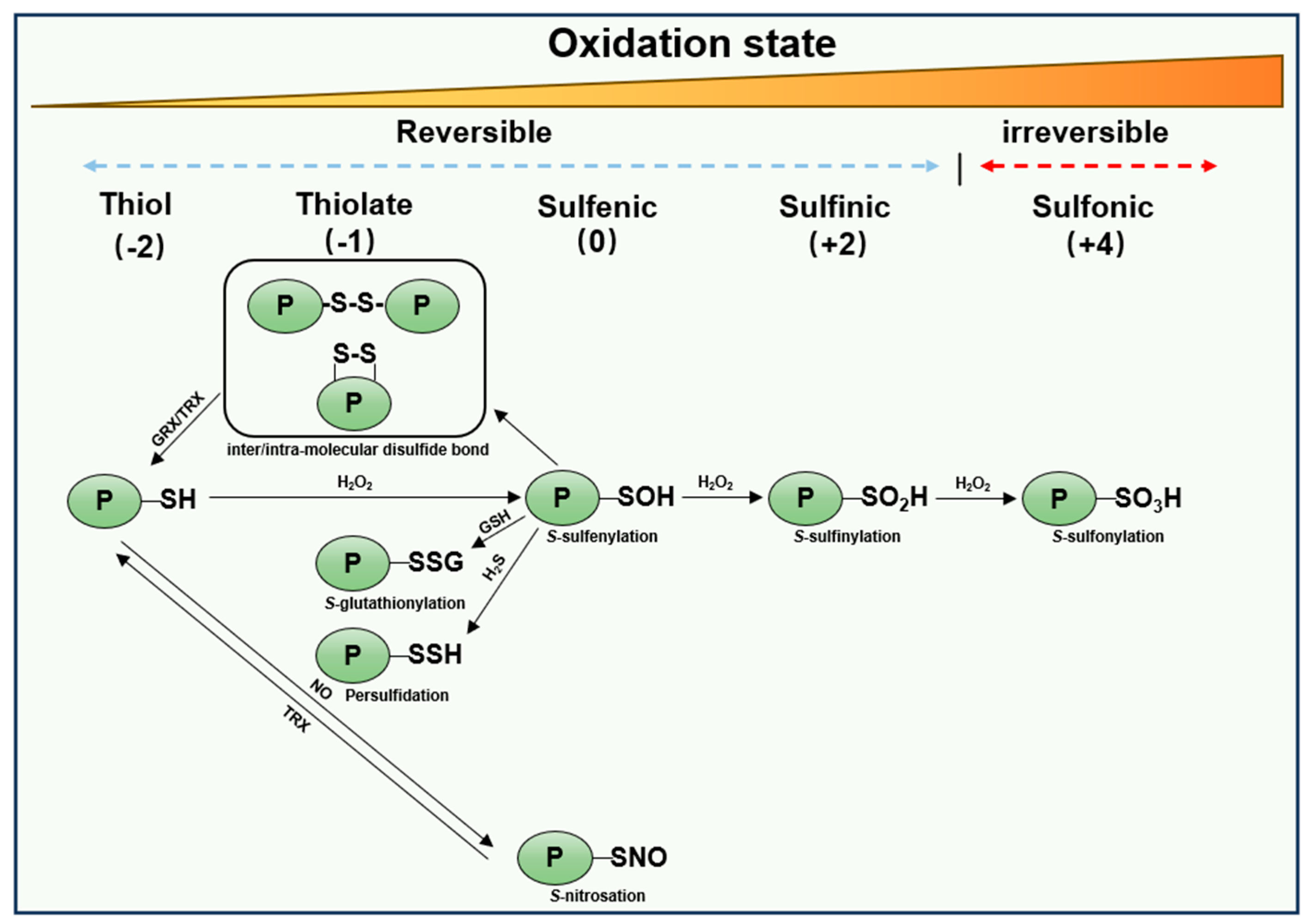 Cysteine Thiol-Based Oxidative Post-Translational Modifications Fine ...